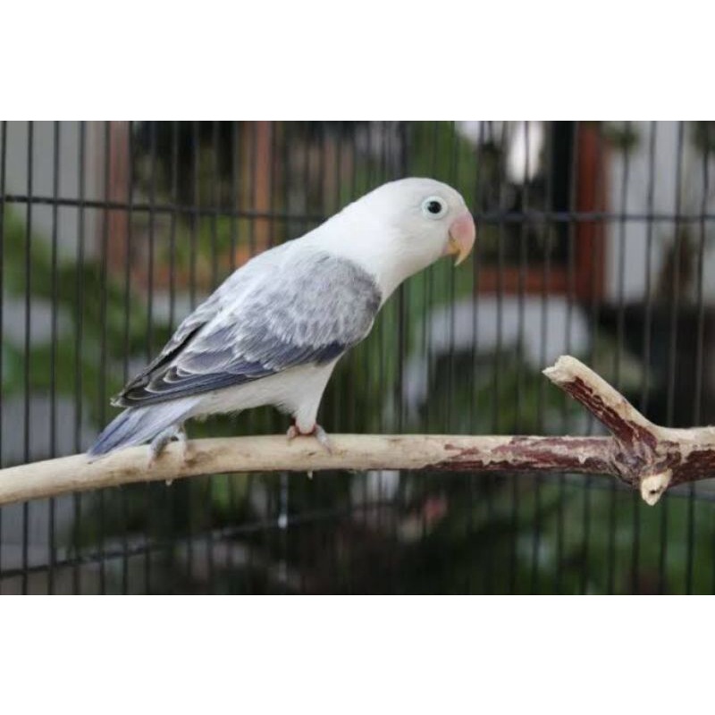 Jual lovebird biola ewing blue | Shopee Indonesia