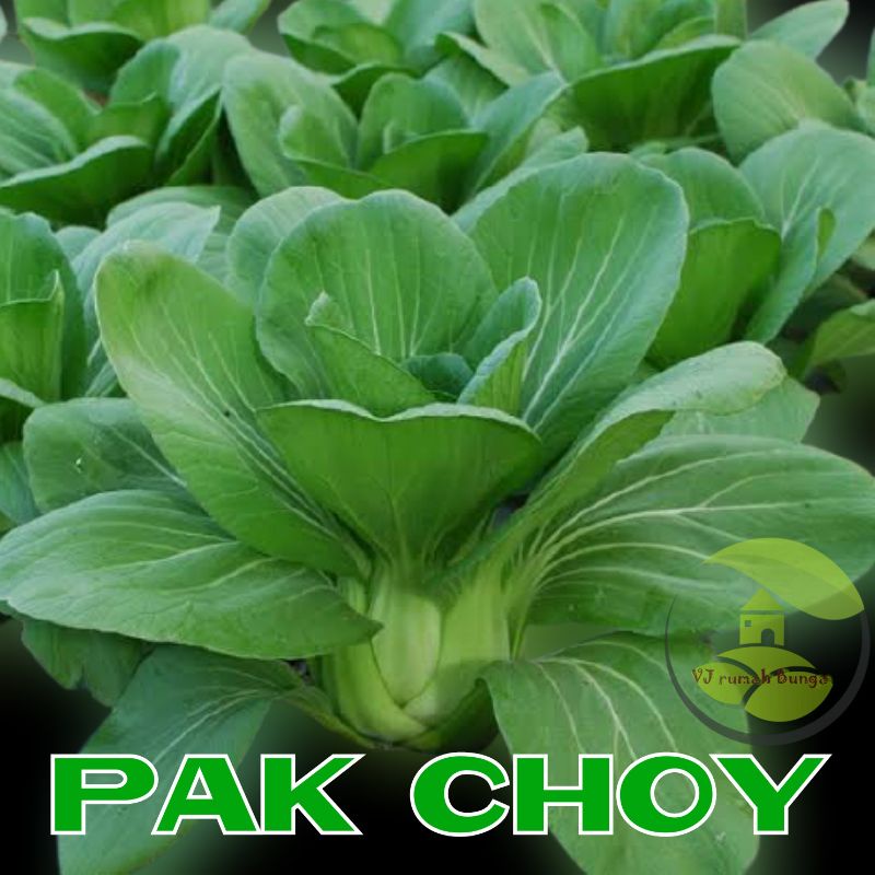 Jual 50biji-Benih Sawi Pakcoy Unggul Pasti Tumbuh Benih Bibit Pakchoy ...