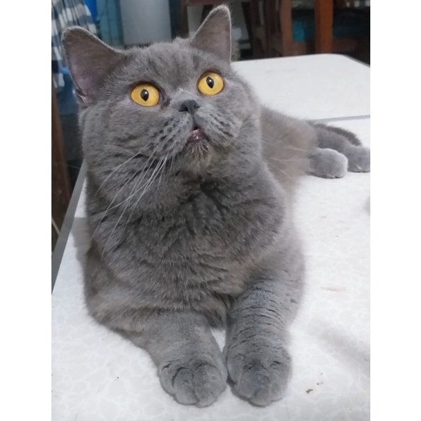 Jual KUCING BRITISH SHORT HAIR BLUE || BSH BLUE PEDIGREE | Shopee Indonesia