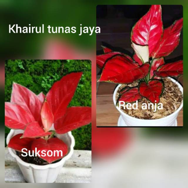 Jual Paket 2 jenis bibit bunga aglonema suksom dan red anja | Shopee ...