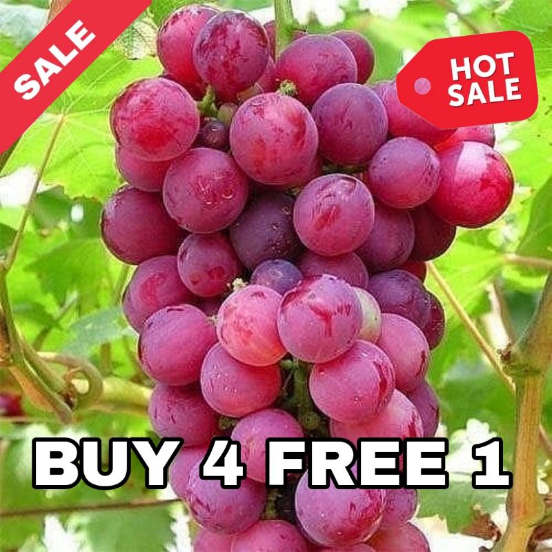 Jual Bibit Anggur Red Master Super Manis Bisa Berbuah Ditempat Panas ...