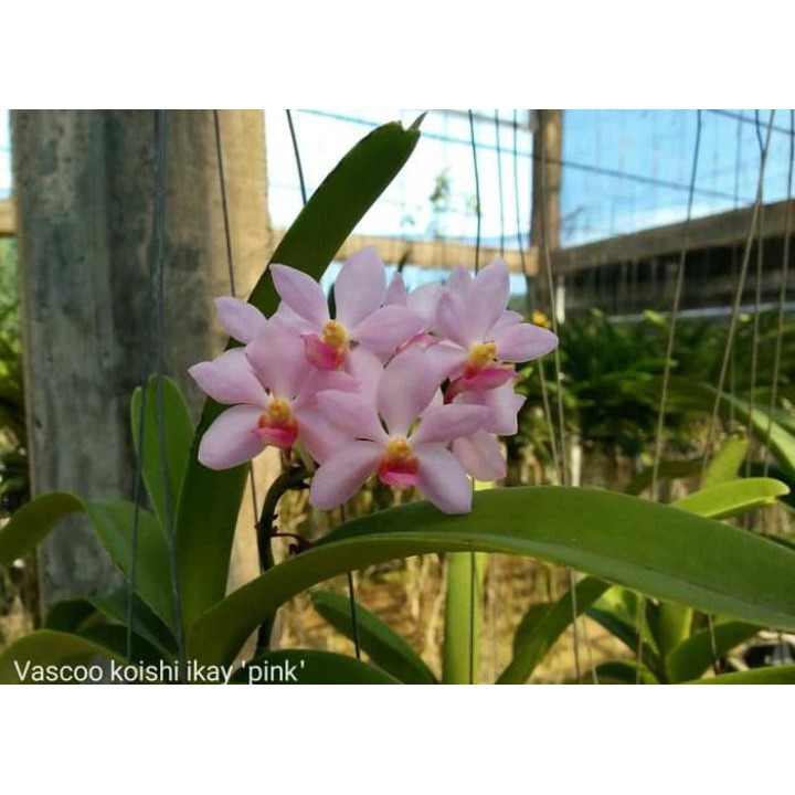 Jual Anggrek Vanda Koishi Ikai Pink (Fragrance) | Shopee Indonesia