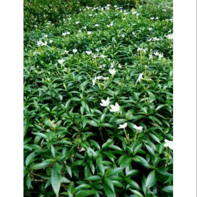 Jual Tanaman hias rambosa mini - bibit rembosa mini-rambosa mini ...