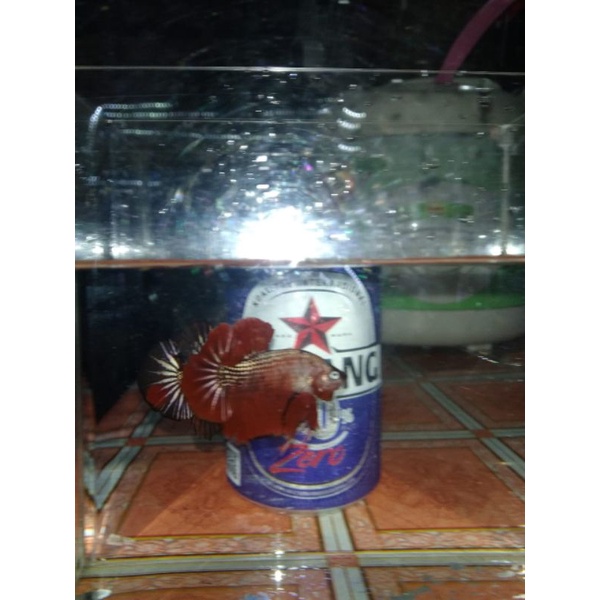 Jual cupang hmpk red copper (real pict) | Shopee Indonesia