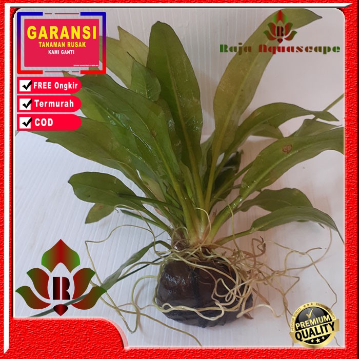 Jual Amazon Sword Tanaman akuarium Hiasan aquascape | Shopee Indonesia