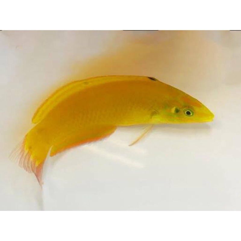 Jual keling kuning / yellow coris (SUDAH MAKAN PELET) | Shopee Indonesia