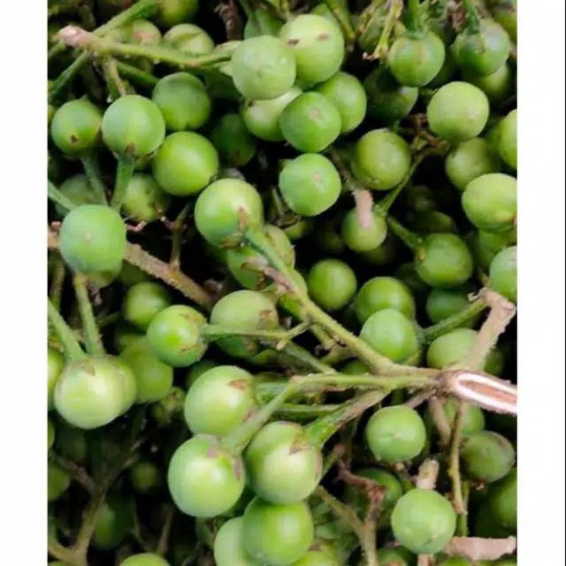 Jual Buah takokak atau buah cepokak per 500 gram | Shopee Indonesia Jual Buah takokak atau buah cepokak per 500 gram | Shopee Indonesia