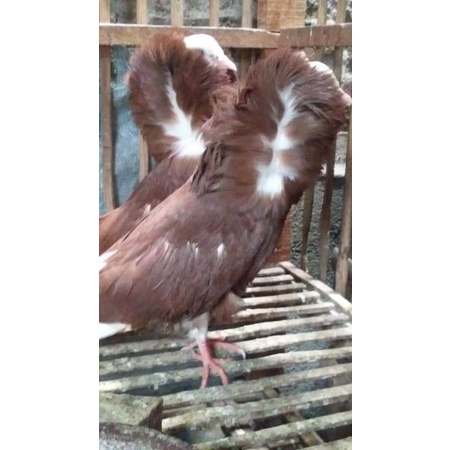 Jual Induk Burung Merpati Jacobin Indukan Merpati Hias Dewasa Bandung ...