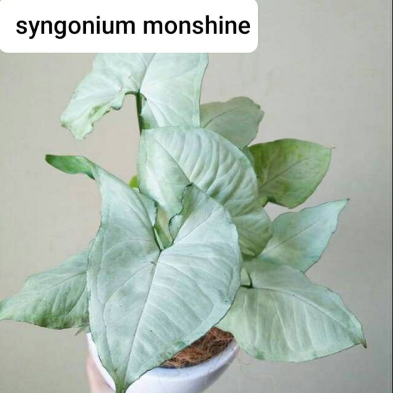 Jual Singonium MONSINE TISU-Singonium tisu white | Shopee Indonesia