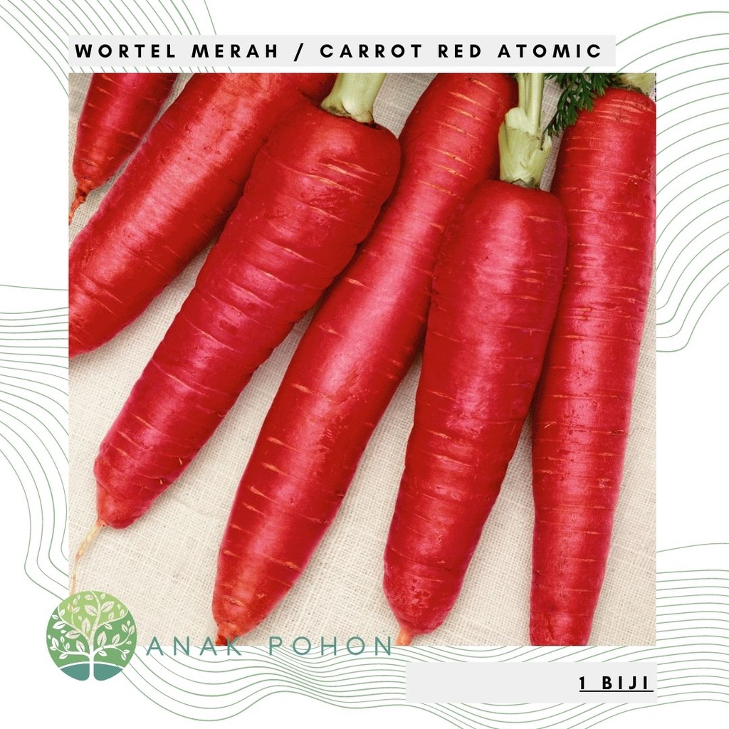 Jual Benih Bibit Biji - Wortel Merah Carrot Atomic Red Seeds - IMPORT ...