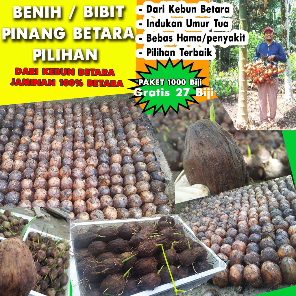 Jual BIBIT PINANG BETARA | Shopee Indonesia