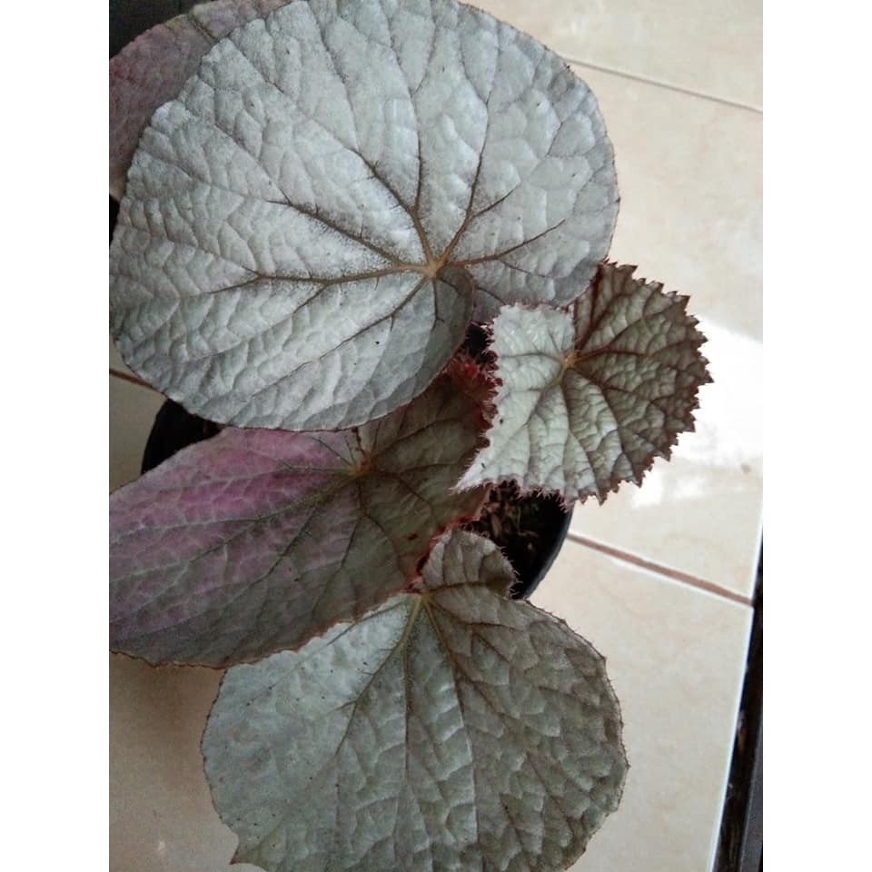 Jual Begonia - Begonia Rex Silver Limbo - Daun Begonia Silver Limbo ...