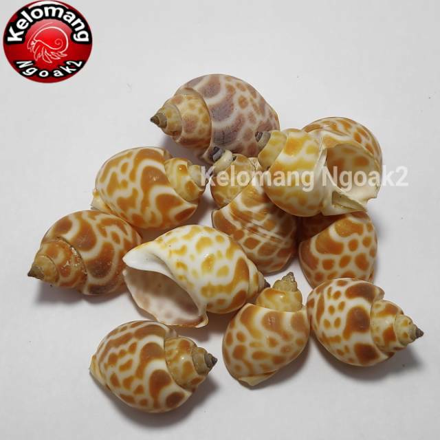 Jual Cangkang Kerang Keong Macan | Shopee Indonesia