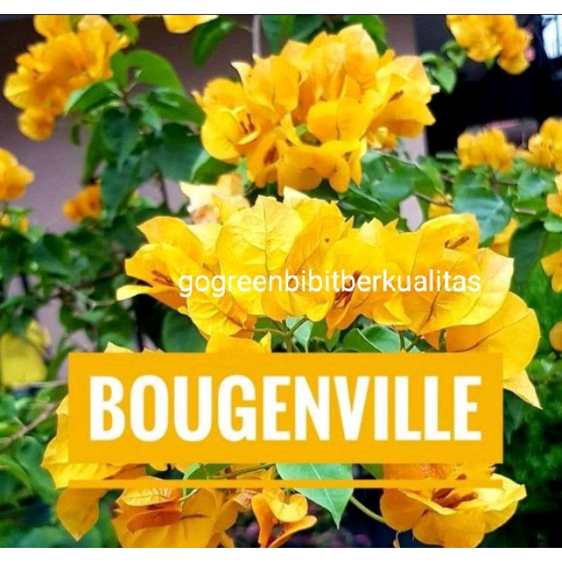 Jual Bibit Bunga Tanaman Hias Bunga Bougenville Bunga Kuning Bugenvil