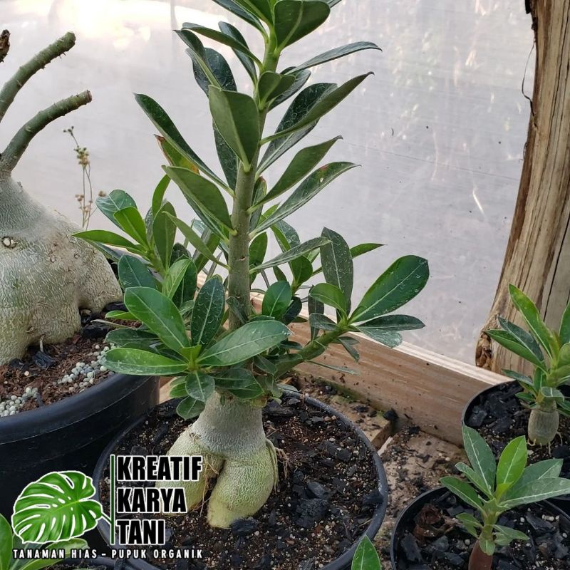 Jual Tanaman adenium obesum bunga kemboja jepang | Shopee Indonesia