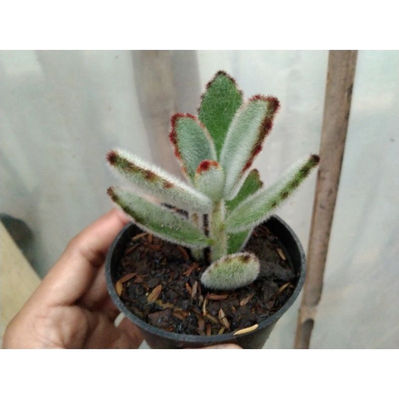 Jual kaktus sukulen// echeveria tomentosa(panda) | Shopee Indonesia