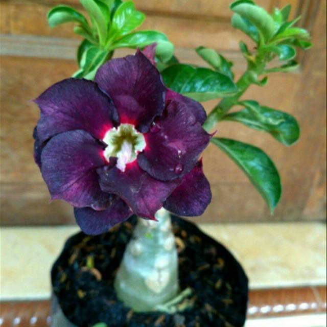 Jual Bibit bunga adenium kamboja ungu | Shopee Indonesia
