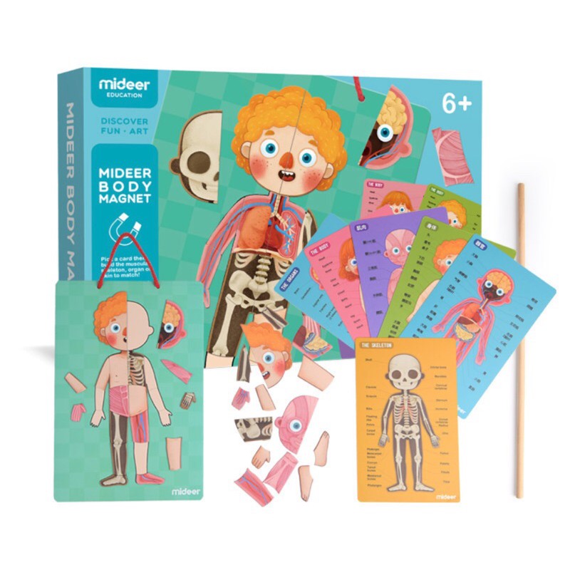 Jual mideer body magnet asli puzzle anatomy tubuh untuk anak usia dini ...