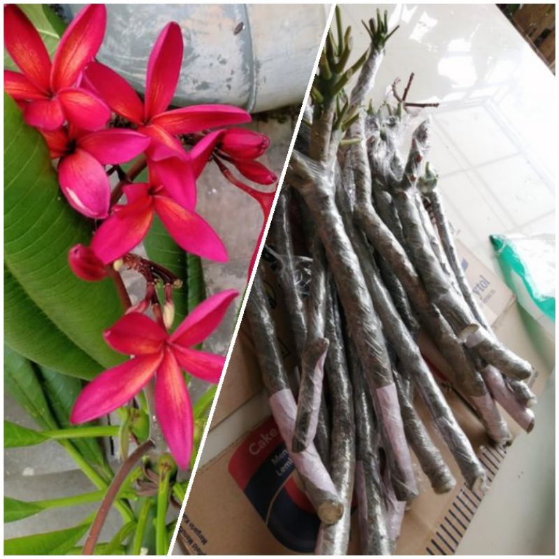 Jual pohon kamboja bali bunga merah fanta / stek kamboja bali merah ...