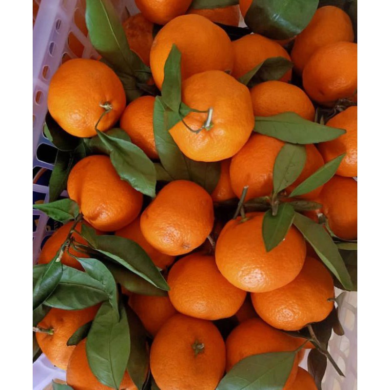 Jual BUAH JERUK SANTANG DAUN MANIS 1 KG | Shopee Indonesia