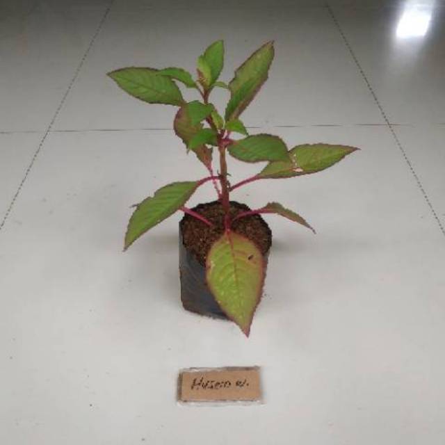 Jual Bibit ginseng merah korea tanaman ginseng merah korea | Shopee ...