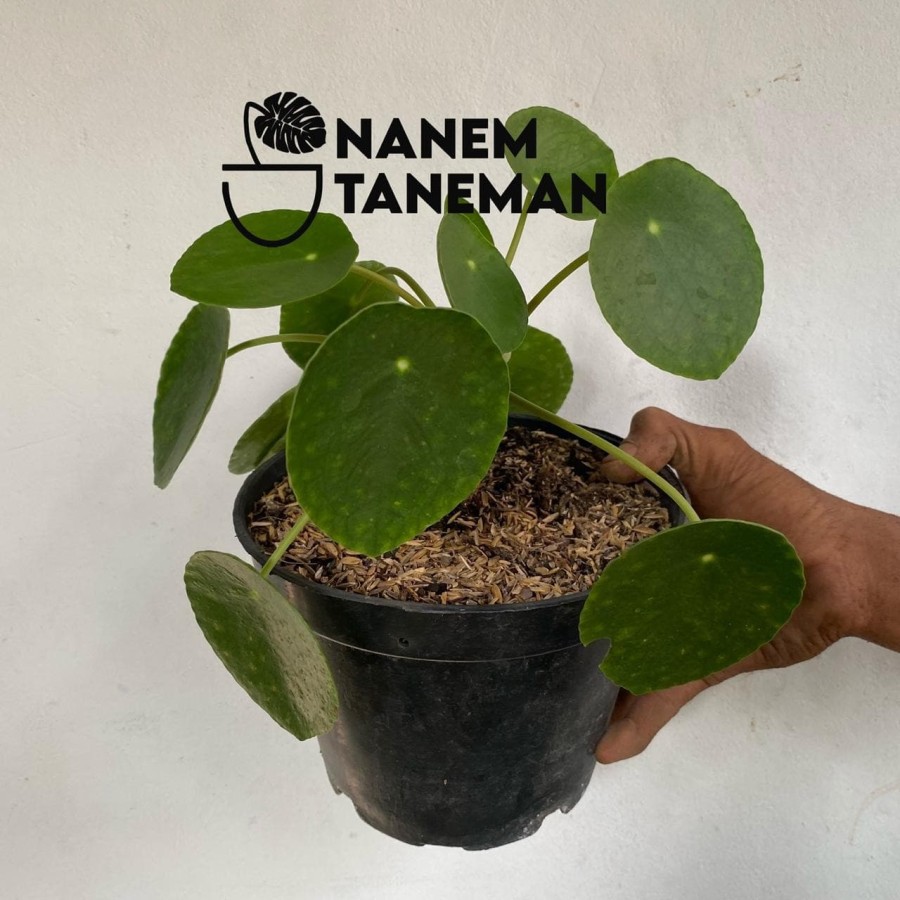 Jual Nanem Tanemn - Pilea Peperomioides (Chinese Money Plant) - di pot ...