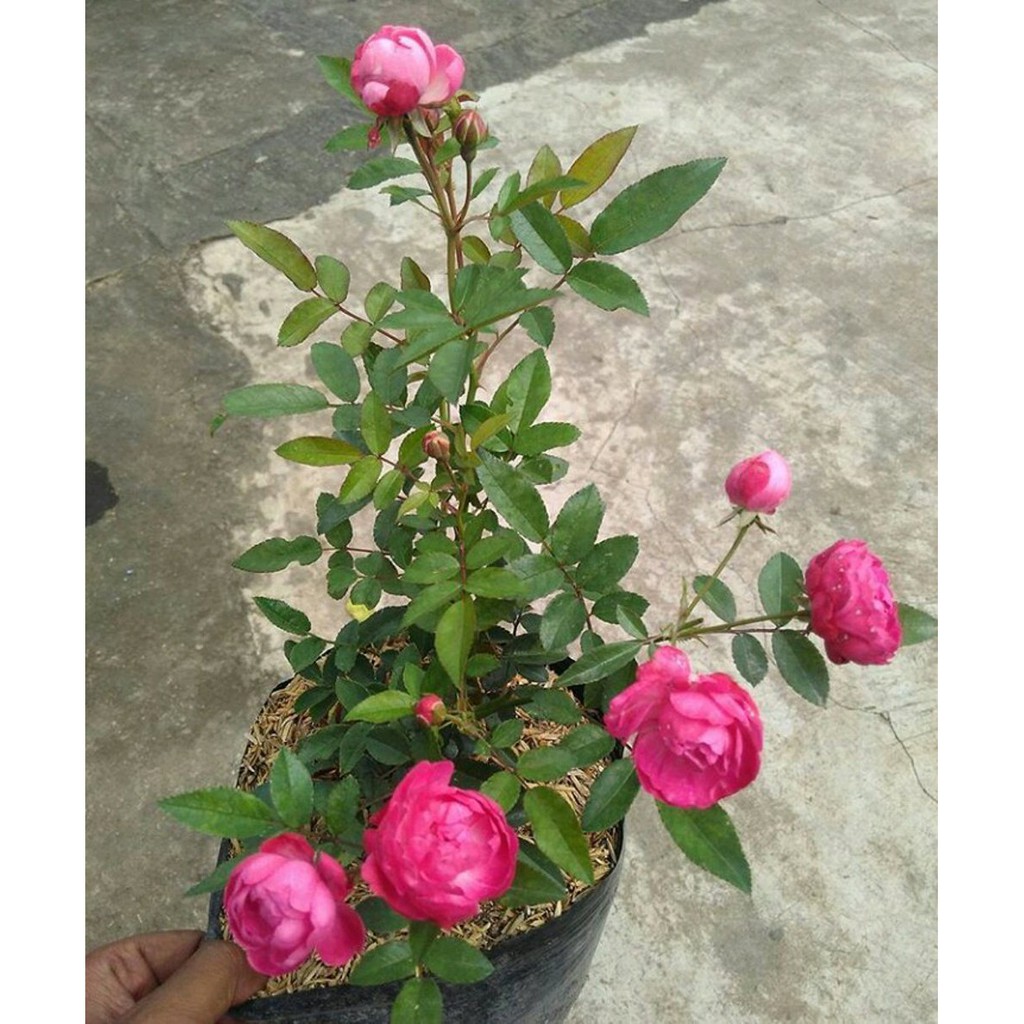 Jual tanaman hias mawar kubis pink (rosa sp) - Bibit Hidup Kuncup ...
