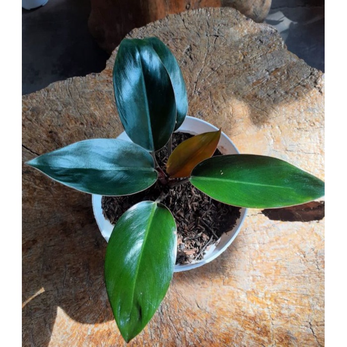 Jual Philodendron Compact Congo/Philo Red Congo | Shopee Indonesia