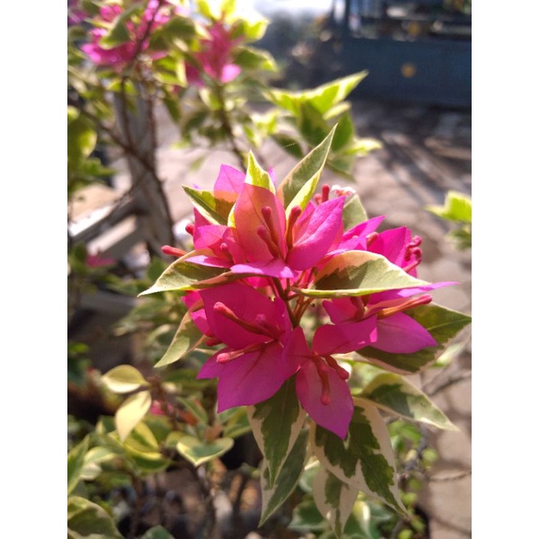 Jual Bunga Bougenville Bugenvile / Bunga Kertas 3 Warna | Shopee Indonesia