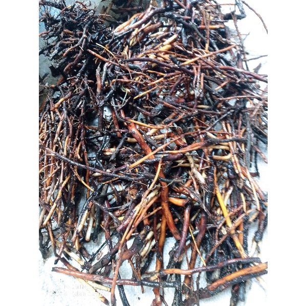 Jual Akar Aren herbal segar 1kg | Shopee Indonesia