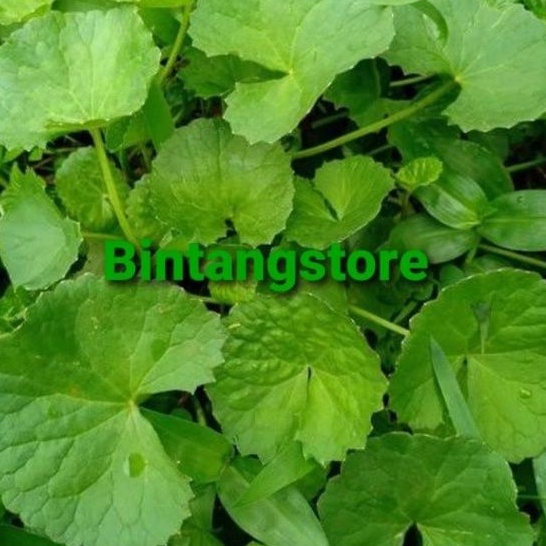 Jual Daun pegagan daun tapak kuda segar paket 1 kg fresh | Shopee Indonesia