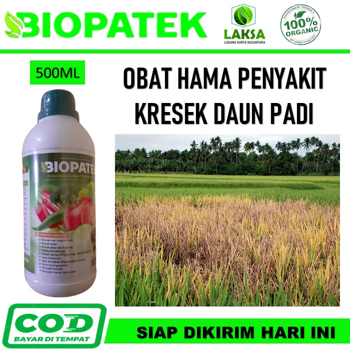 Jual Biopatek Obat Padi Kuning Daun Paling Ampuh - Biopatek Obat ...