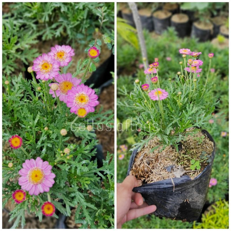 Jual Tanaman Hias Kenikir Cosmos Daisy / Kenikir Pink | Shopee Indonesia