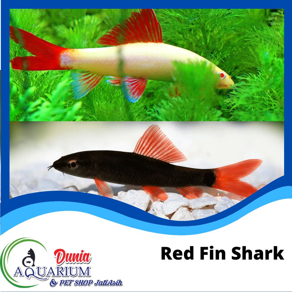 Jual Ikan Hias Red Fin Shark Redfin Aquascape | Shopee Indonesia