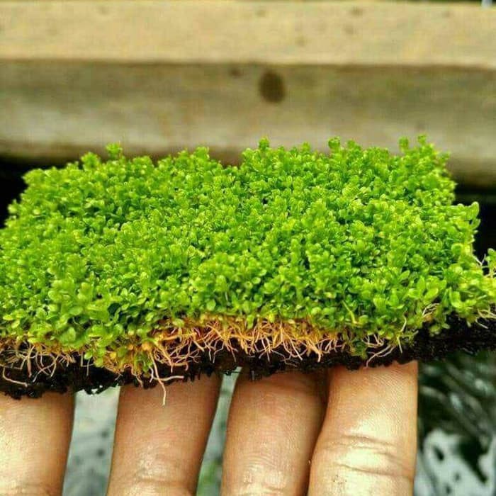 Jual cuba media pakis taneman aquascape | Shopee Indonesia