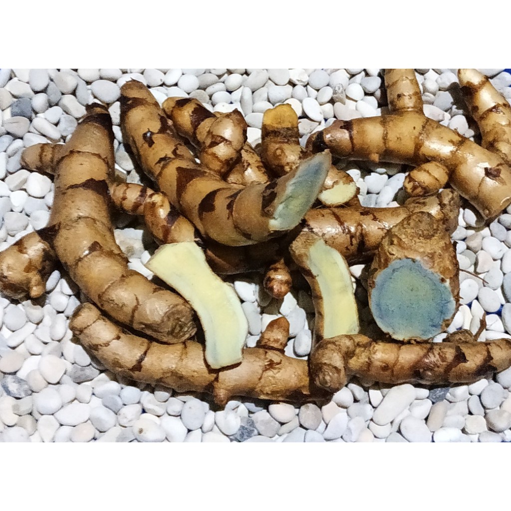 Jual Temu Hitam Segar Alami 500gr Temu Ireng/Curcuma Aeruginosa ...