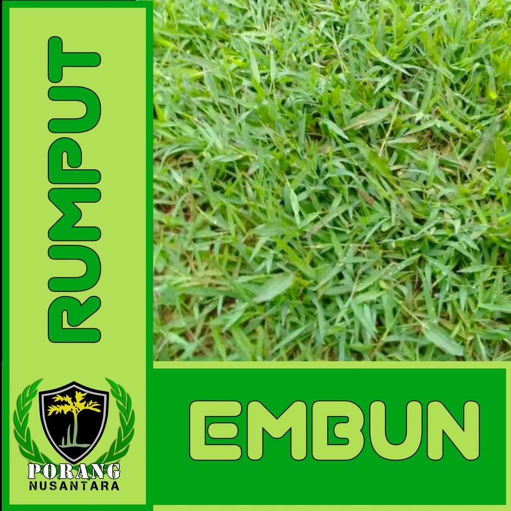 Jual Benih Biji Rumput Embun | Shopee Indonesia