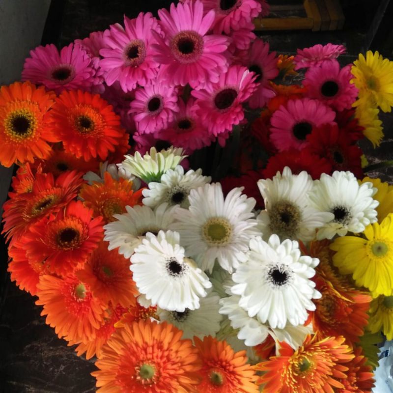 Jual BUNGA GERBERA / HEBRAS POTONG Hidup Fresh || Paket 1 ikat isi 10 tangkai | Shopee Indonesia