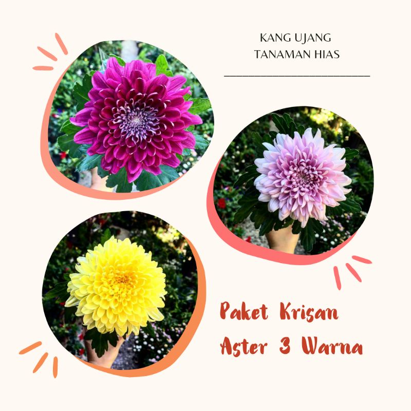Jual PAKET 3 POHON 3 WARNA TANAMAN HIDUP BUNGA KRISAN ASTER | KUALITAS UNGGULAN | Shopee Indonesia