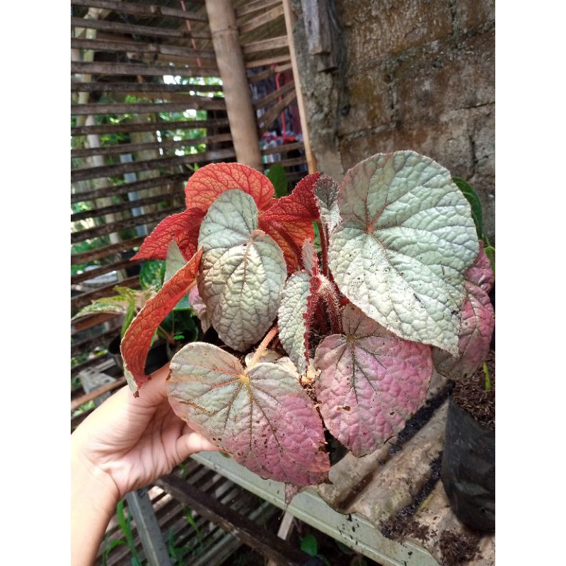 Jual tanaman hias begonia putih merah / begonia unik | Shopee Indonesia