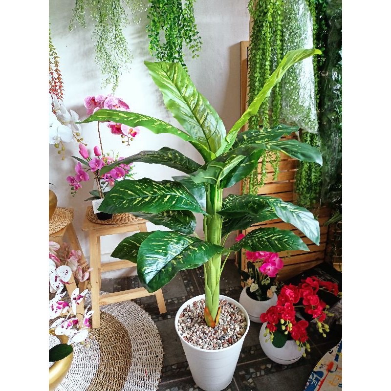 Jual POHON SUDUT KELADI BERAS TUMPAH POHON POJOK ARTIFICIAL | Shopee ...