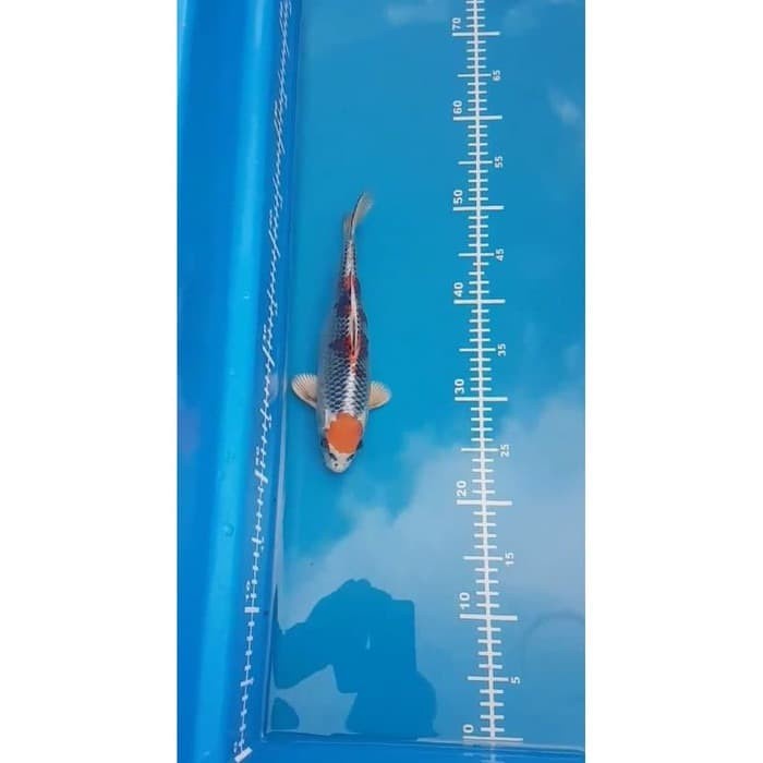 Jual Sticker Stiker Bak Ukur Ikan Koi predator panjang 60 cm biru murah ...