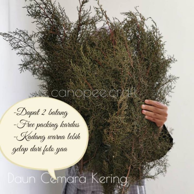 Jual BUNGA KERING DAUN CEMARA KERING | Shopee Indonesia