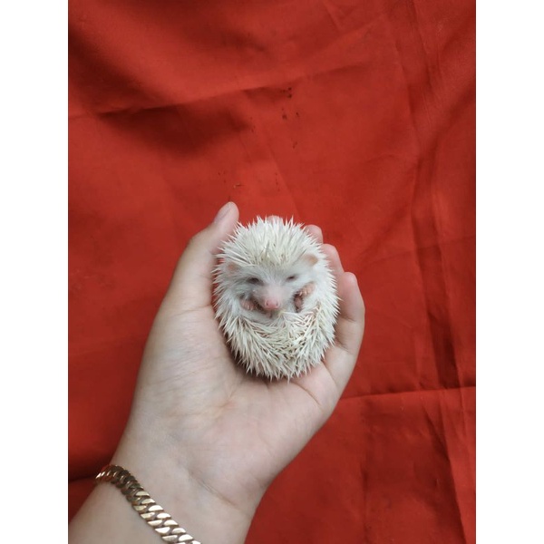 Jual landak mini albino | Shopee Indonesia