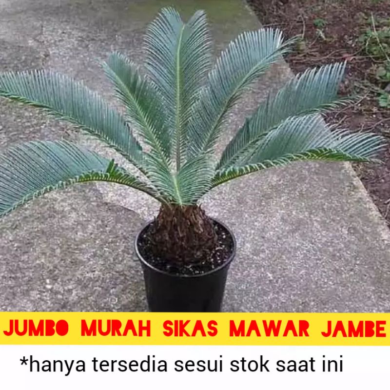 Jual JUMBO RIMBUN / MAWAR JAMBE / PALEM SIKAS | Shopee Indonesia