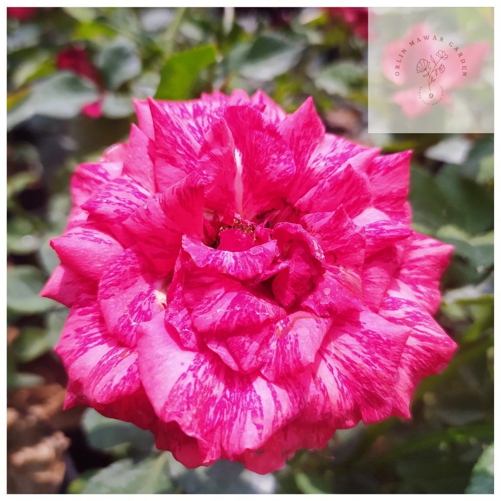 Jual mawar import sudah berbunga dan siap tanam | Shopee Indonesia