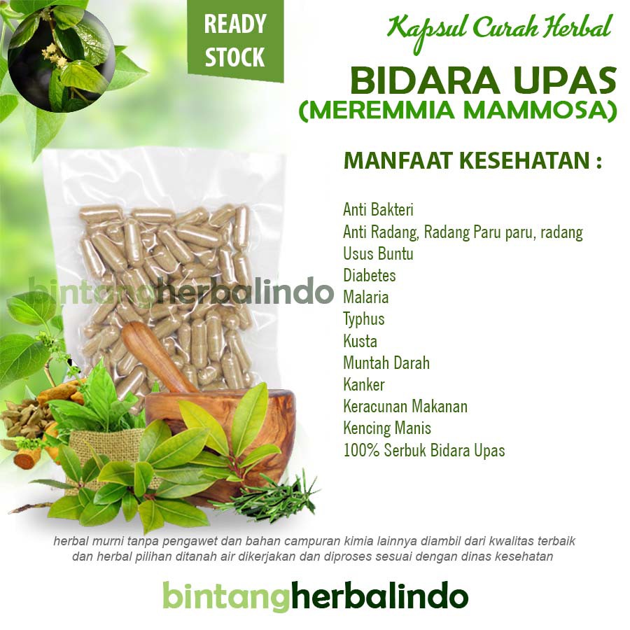Jual BIDARA UPAS 100 Kapsul Herbal Muntah Darah Syphilis ASI Hati ...