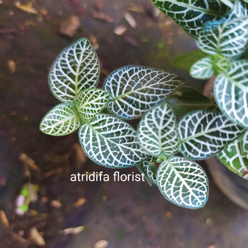 Jual Fittonia hijau - tanaman hias fitonia pecah beling | Shopee Indonesia