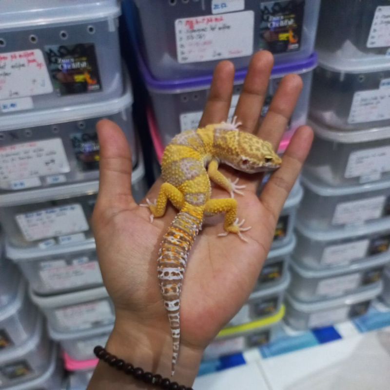 Jual zc42 MST het eclipse ph DB ( M ) | Shopee Indonesia