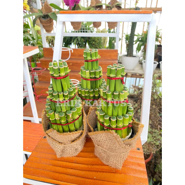 Jual Bambu Hoki/Lucky Bamboo Special Gift dan Imlek | Shopee Indonesia